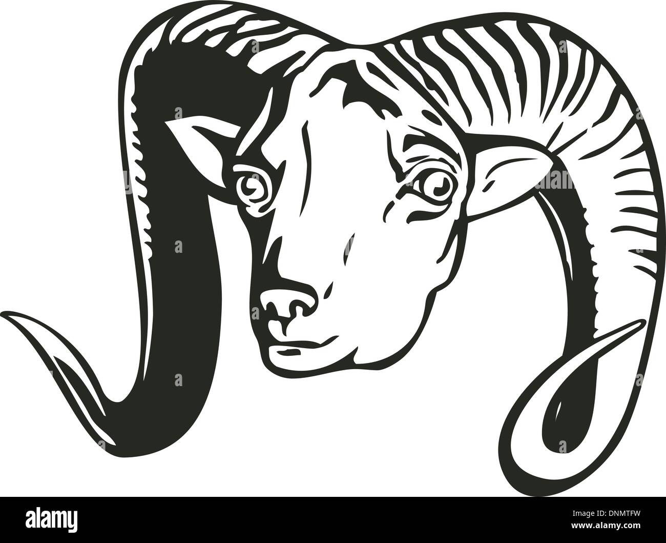 Argali sheep Stock Vector Images - Alamy