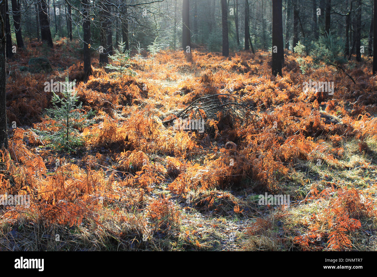 Lit forest hi-res stock photography and images - Alamy