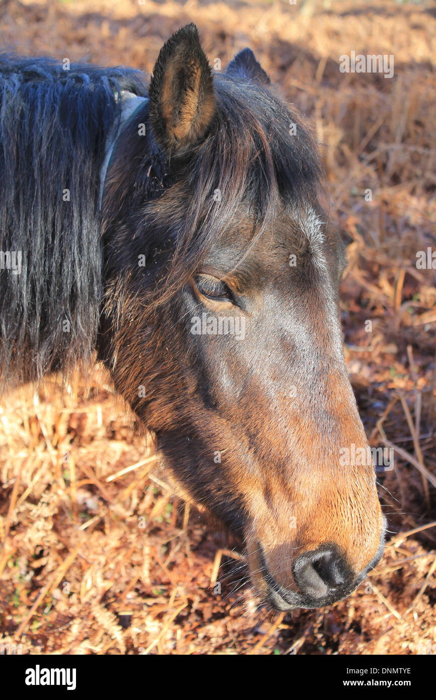 Chestnut coloured pony hi-res stock photography and images - Alamy