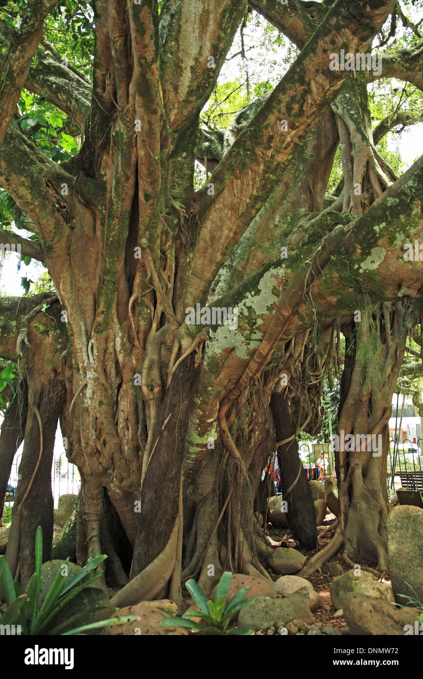 Florianopolis Brazil People High Resolution Stock Photography and ...
