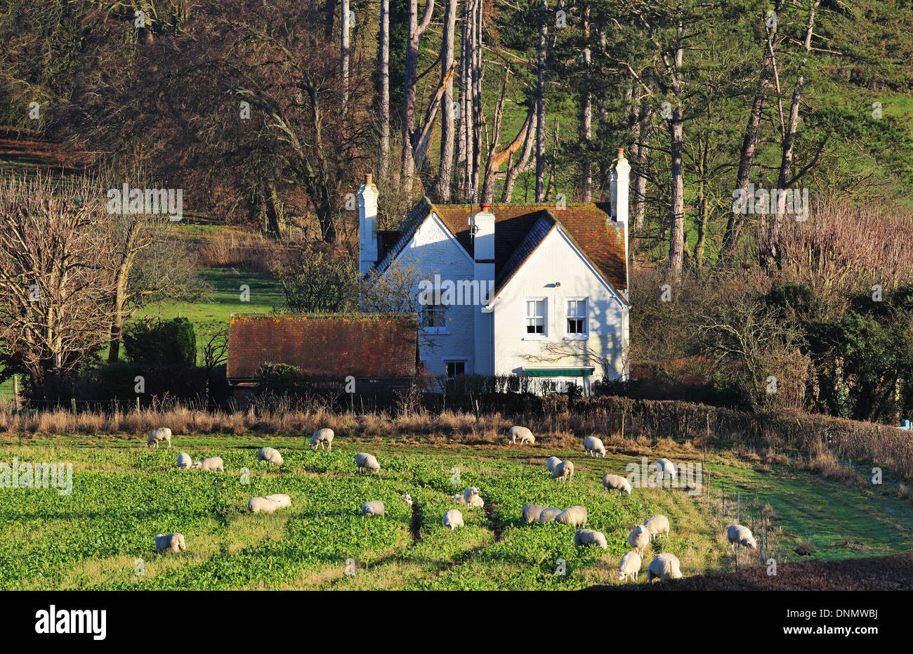 An English Rural Winter Landscape in the Chiltern Hills with grazing ...