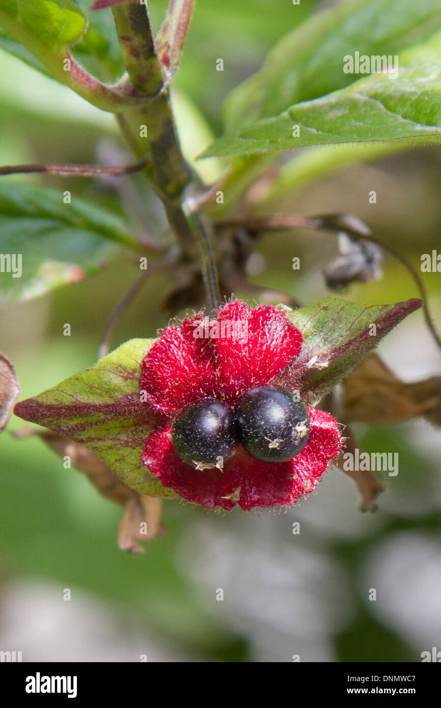 Black Twinberry.(Lonicera involucrata).Vancouver Island, British ...