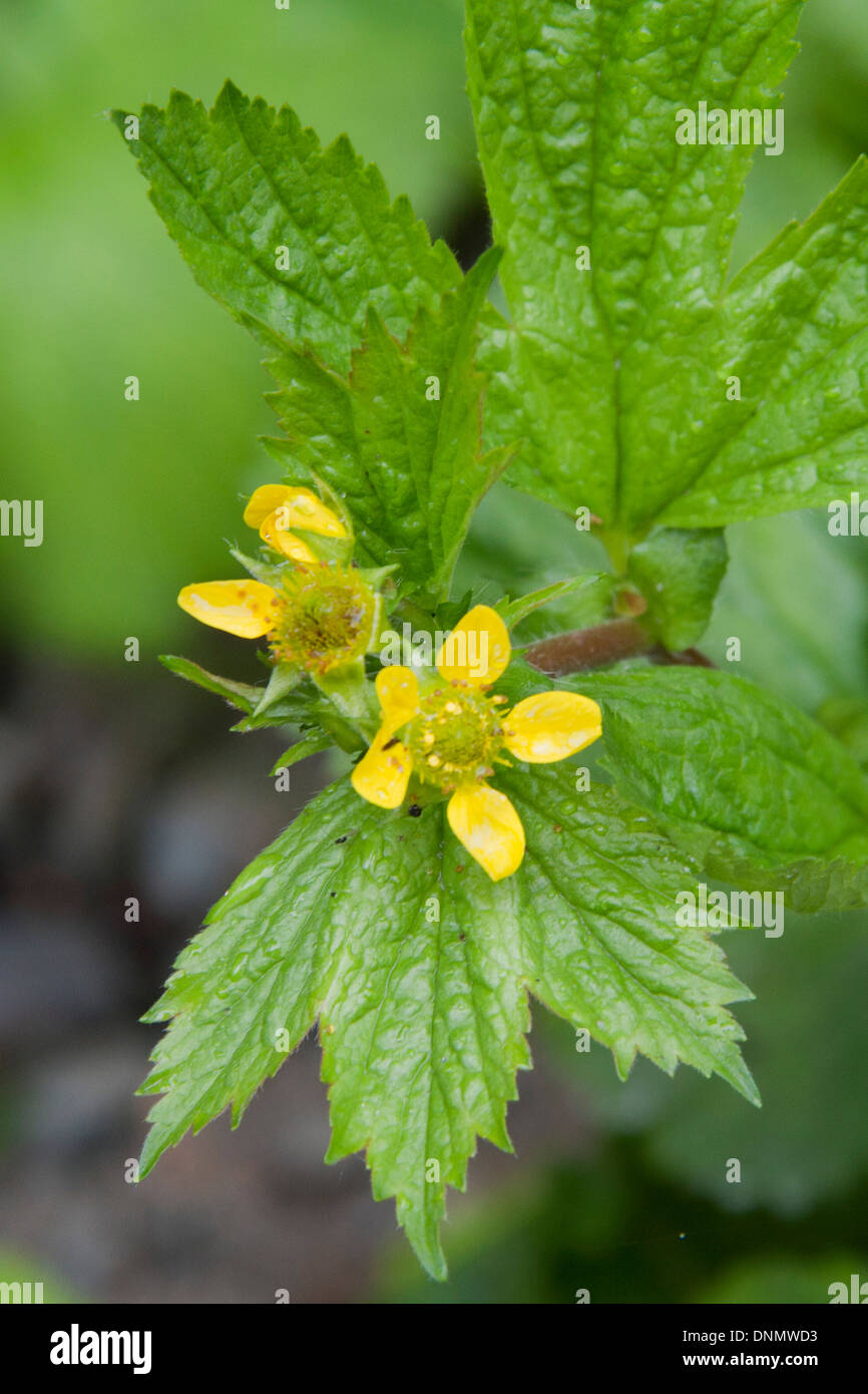 Gaum hi-res stock photography and images - Alamy