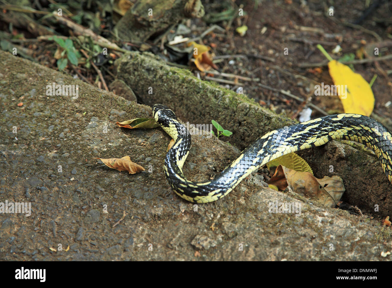 Brazil national tree hi-res stock photography and images - Alamy