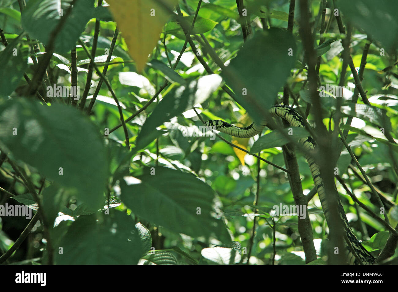 Brazil national tree hi-res stock photography and images - Alamy