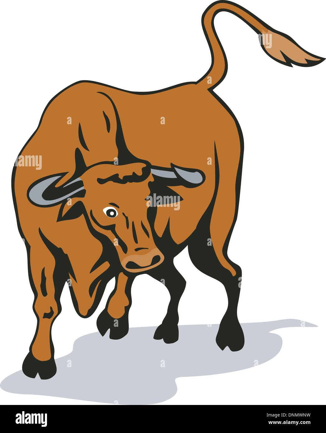 Illustration of a raging bull charging attacking on isolated white ...