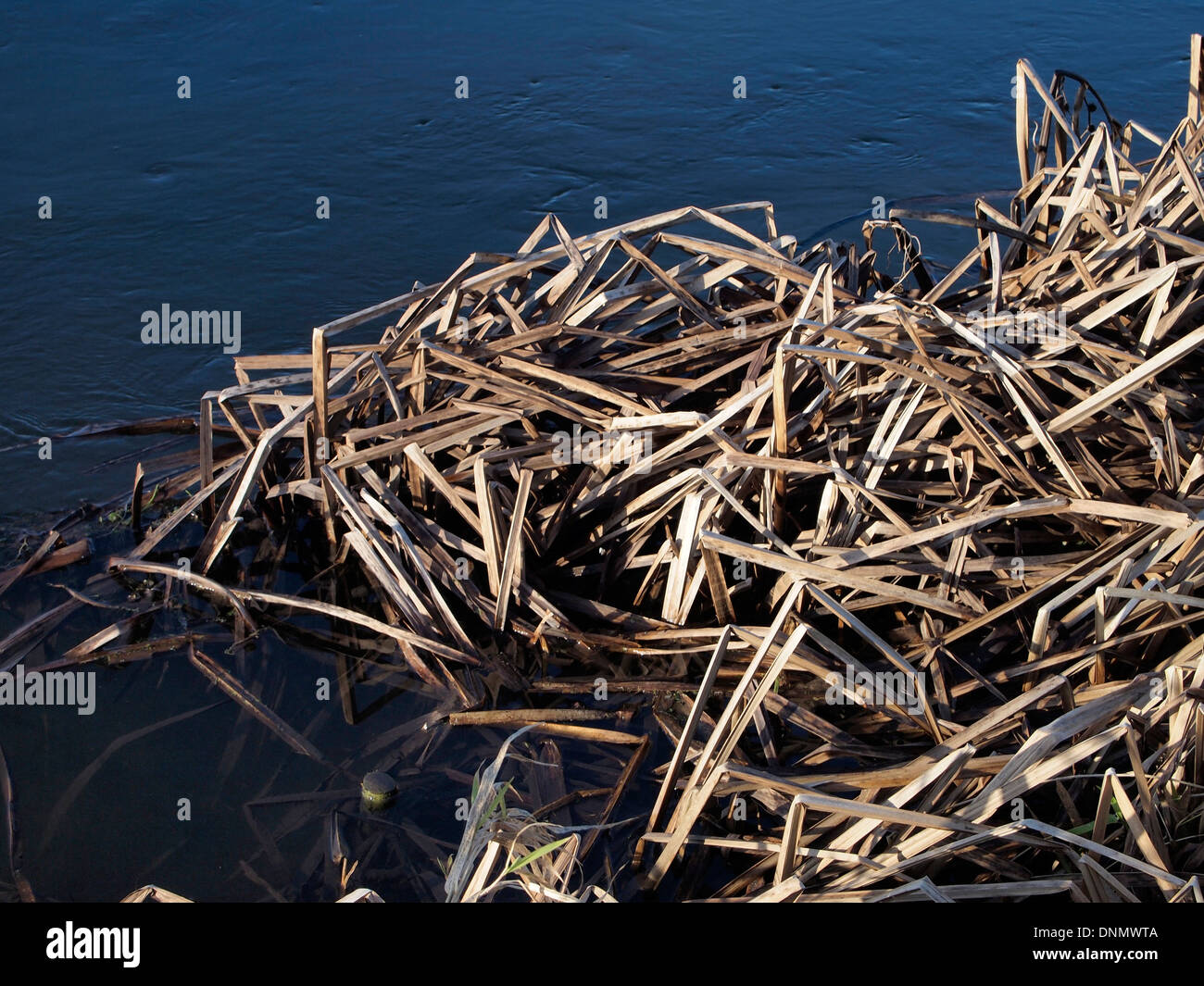 Decaying reeds at the marking of the Itchen Navigation in bright winter ...