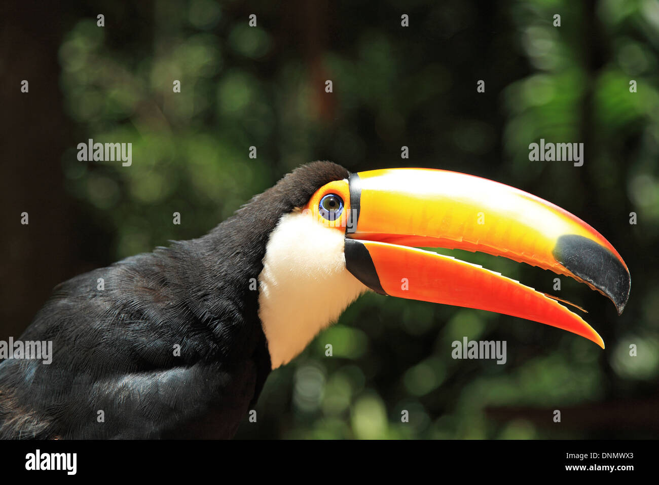 Toco Toucan (Ramphastos toco), Brazil, Parana, Foz Iguazu Stock Photo ...