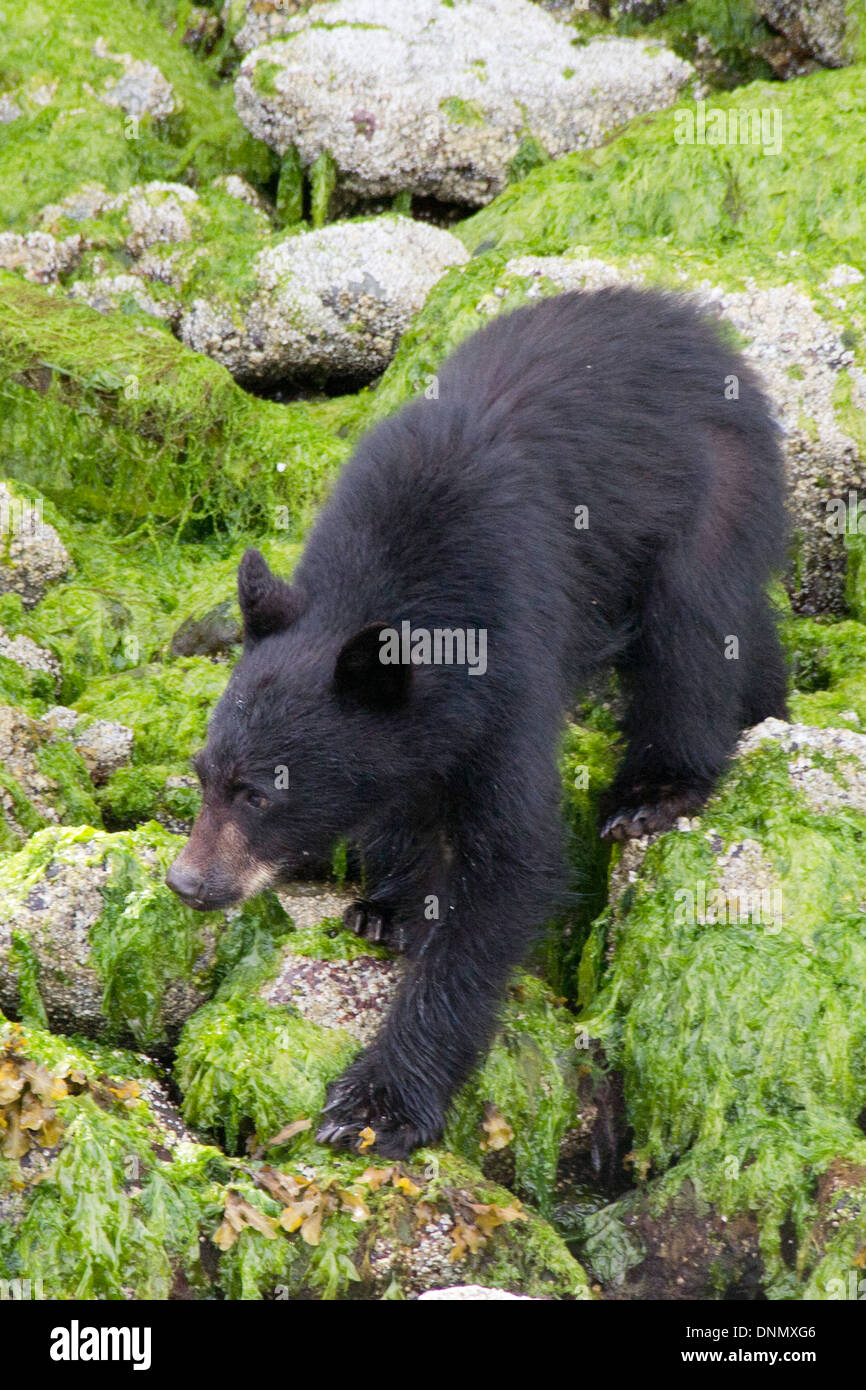 Black bear rock hi-res stock photography and images - Alamy