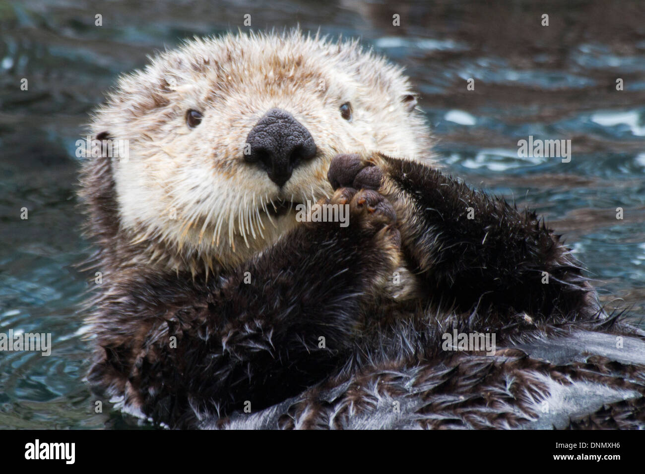 Sea Otter (closeup) with it's paws out of the water to keep them warmer ...