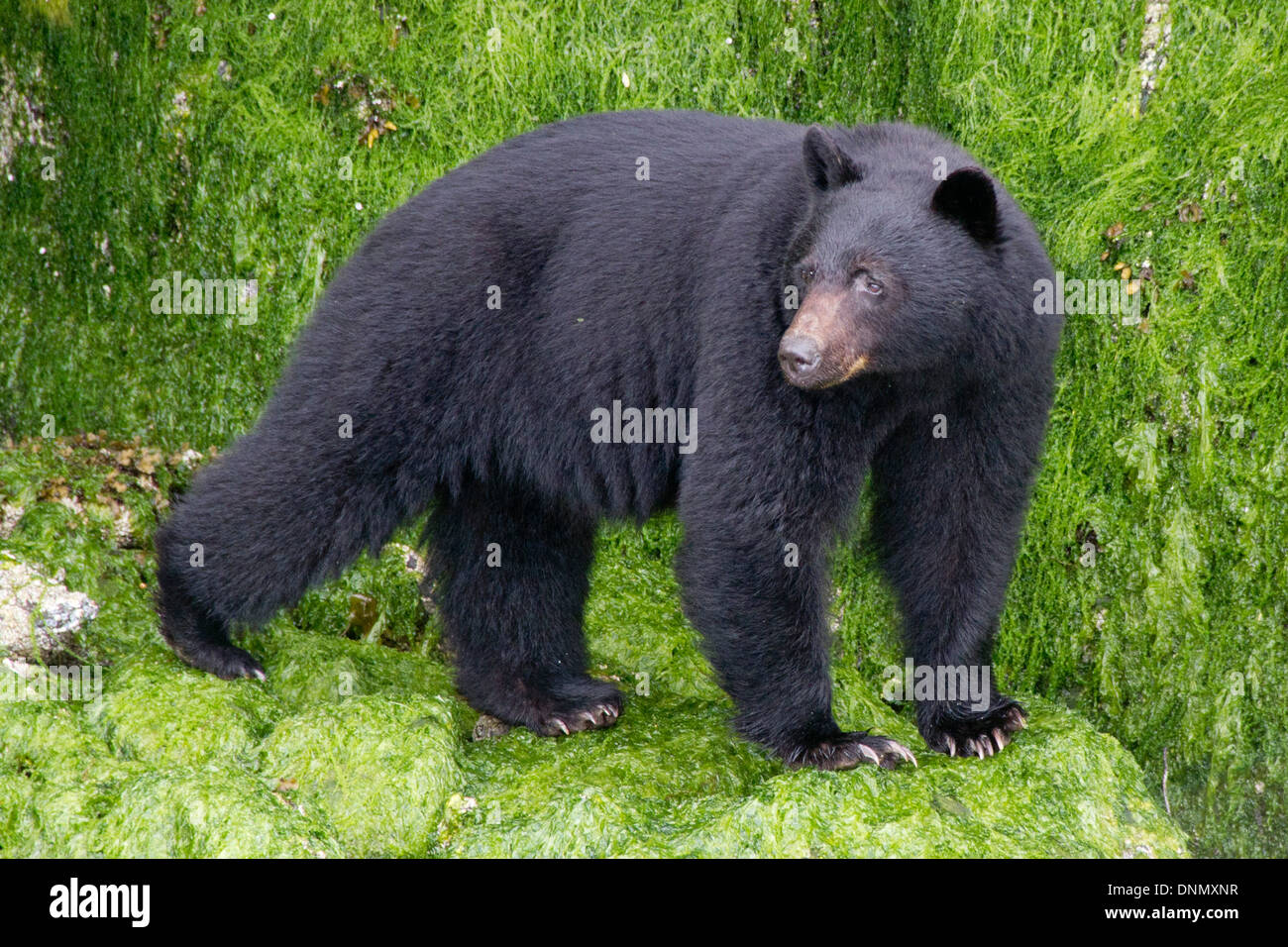 Ursus americanus hi-res stock photography and images - Alamy