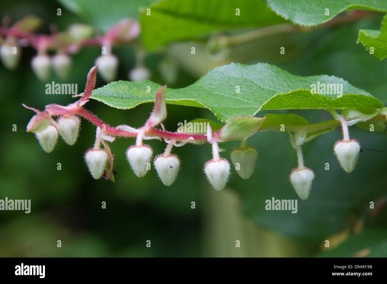 Salal bush hi-res stock photography and images - Alamy