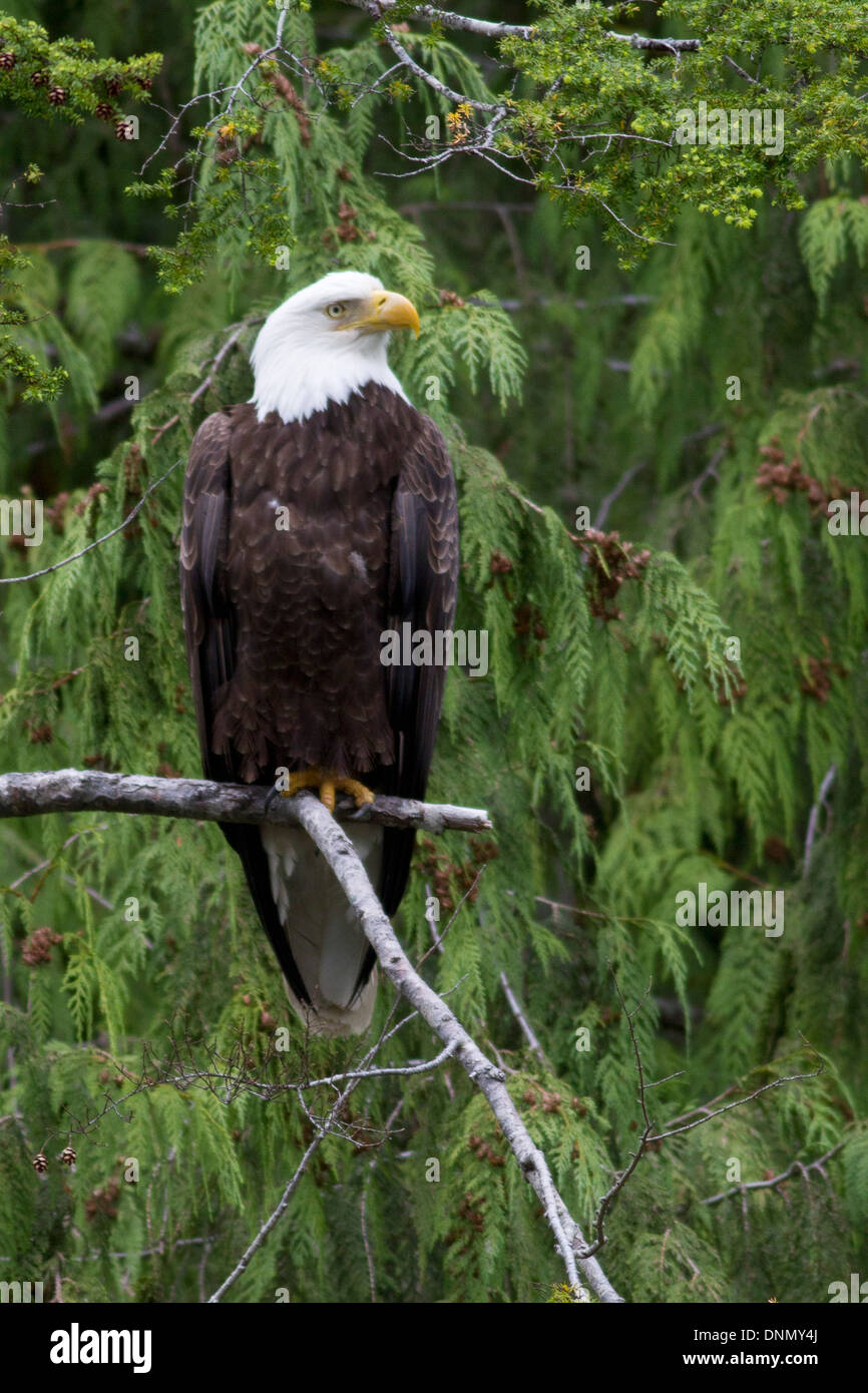 Bald eagle perched hi-res stock photography and images - Alamy