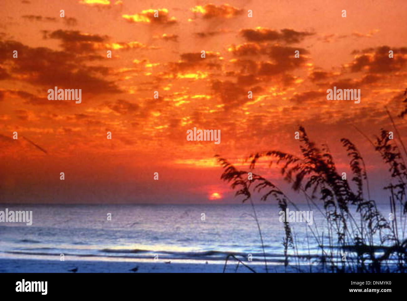 Anna maria island florida manatee hi-res stock photography and images ...