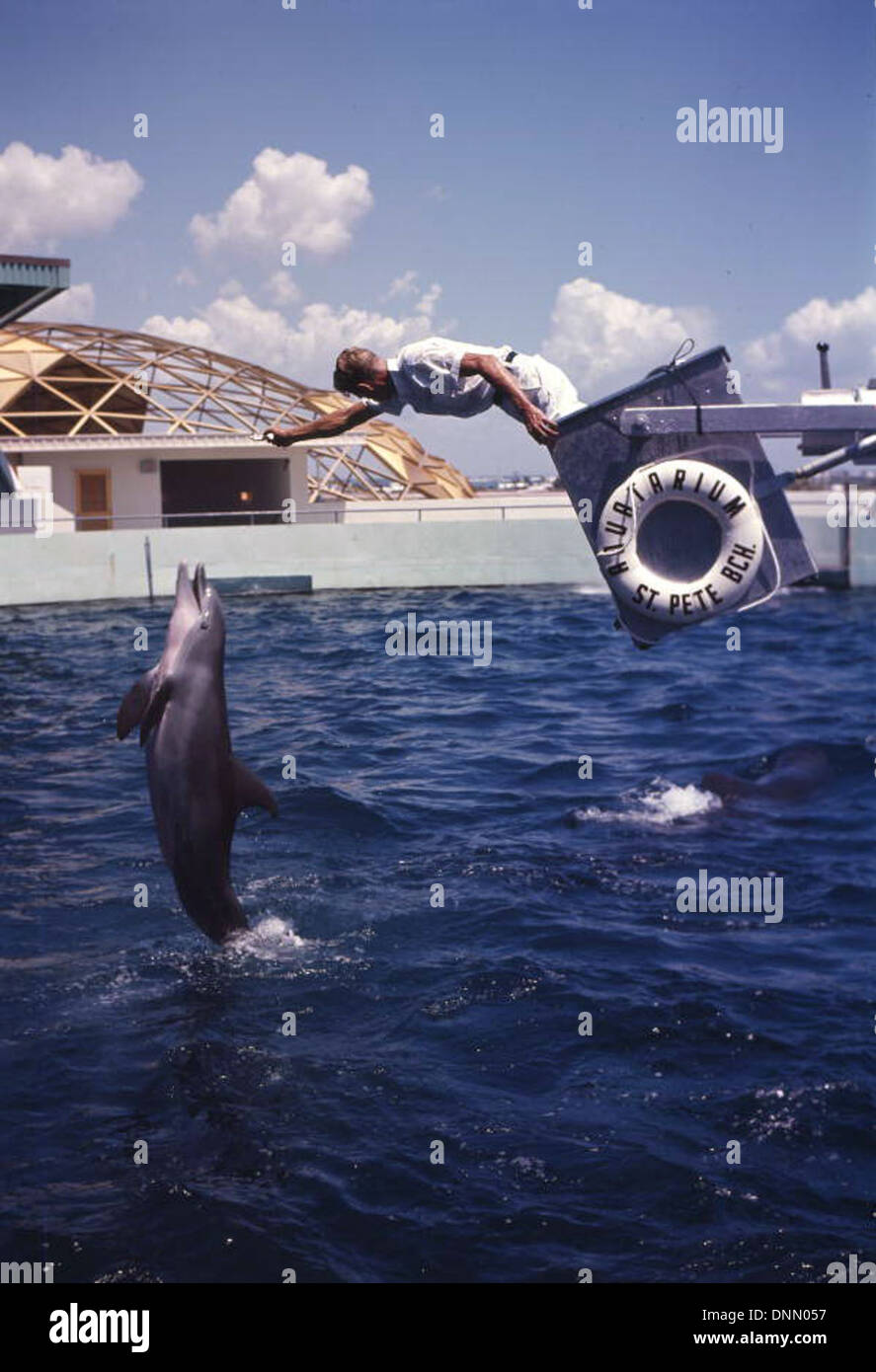 Atlantic bottlenose dolphin florida hi-res stock photography and images ...