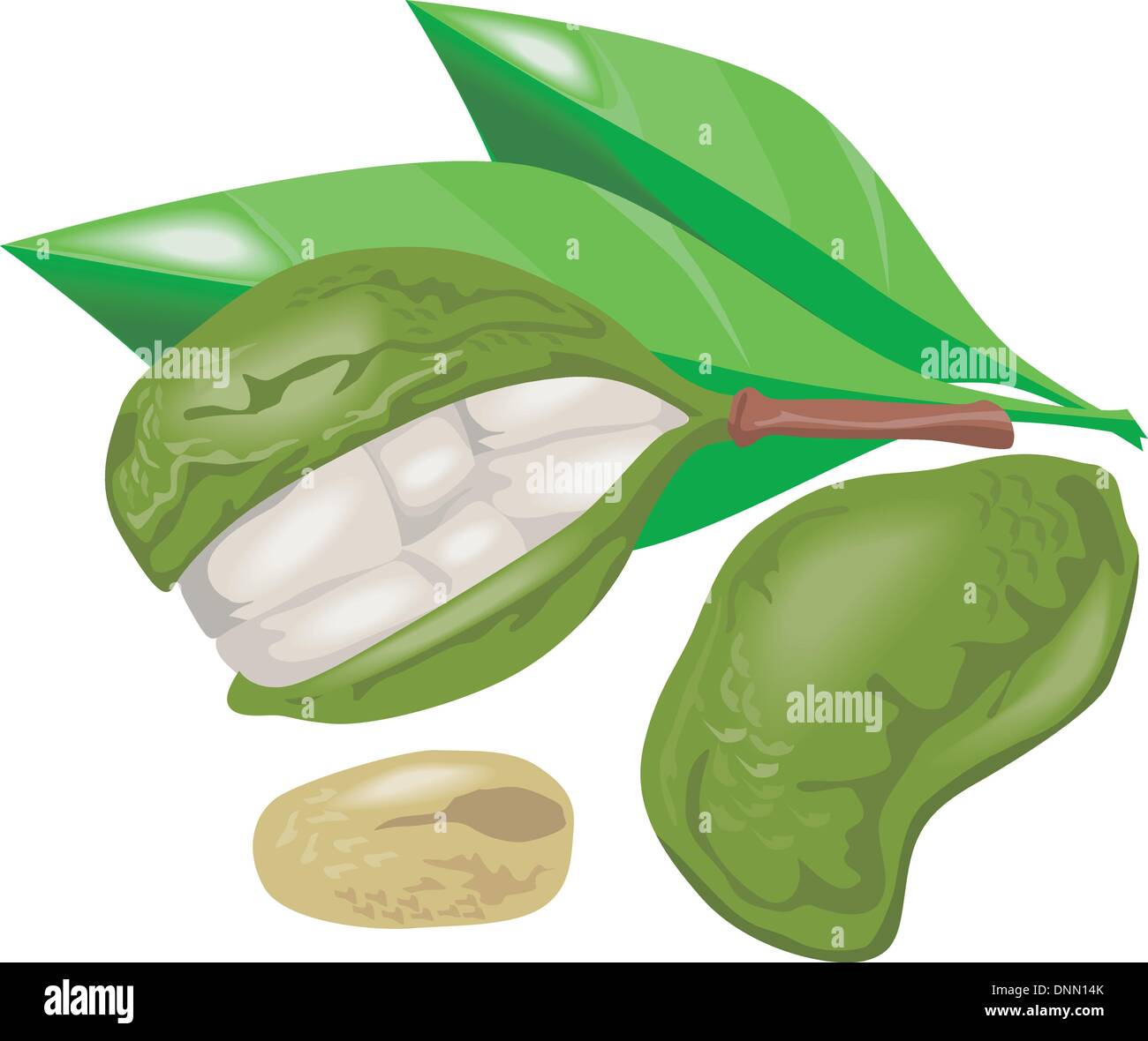 Illustration of kola nut fruit done in retro style Stock Vector Image ...