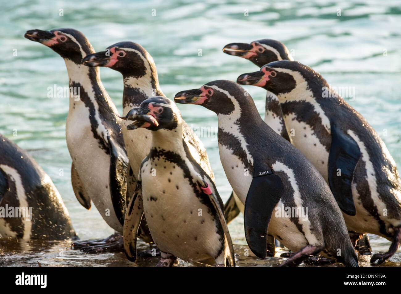 Humboldt penguins are recorded during ZSL London Zoo's annual stocktake ...