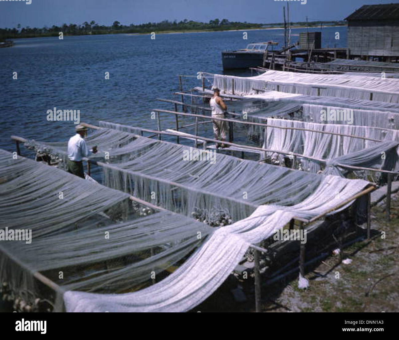 In the 1950s, fishermen near Sarasota, Florida, dry their fishing nets ...