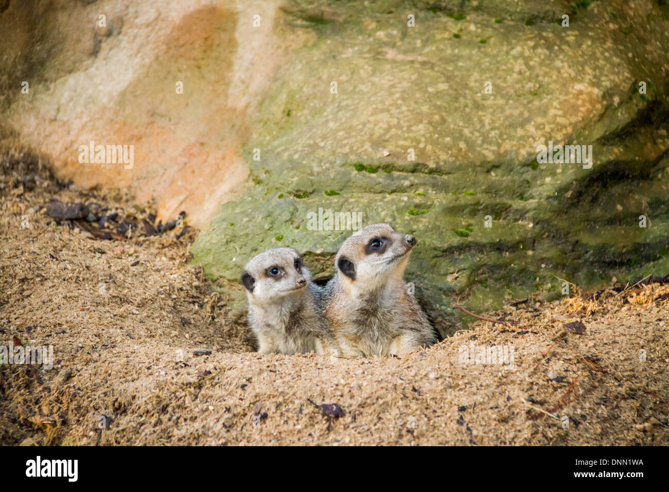 Meerkats during the Zoological Society of London (ZSL) annual stocktake ...