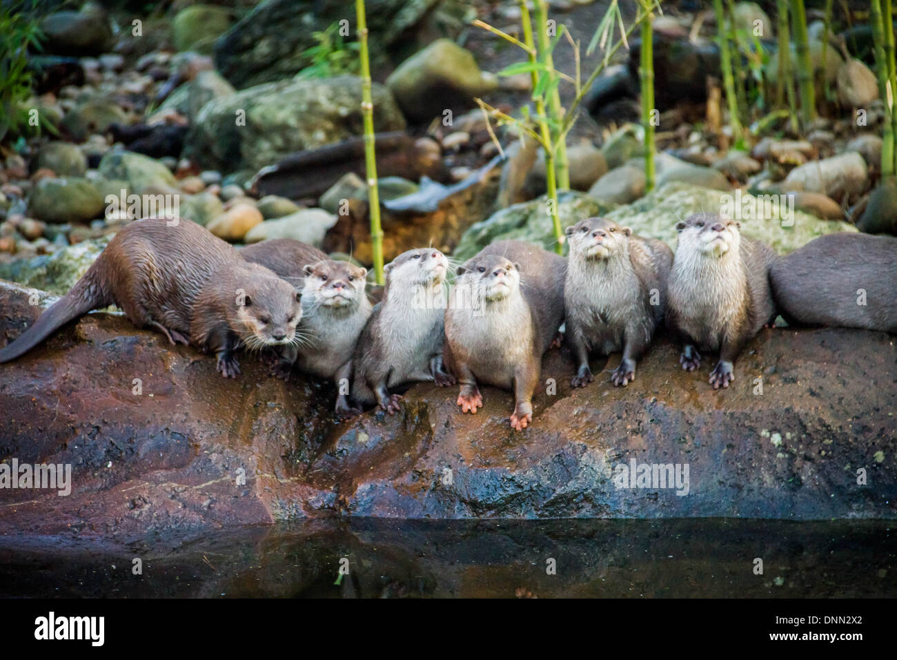 Otters are counted during Zoological Society of London (ZSL) London Zoo ...