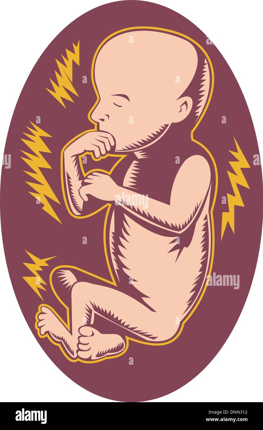 illustration of a 19 week old human fetus done in woodcut style Stock ...