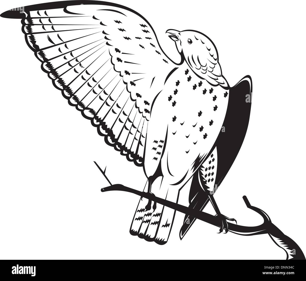Illustration of a broad winged hawk perched on branch on isolated white ...