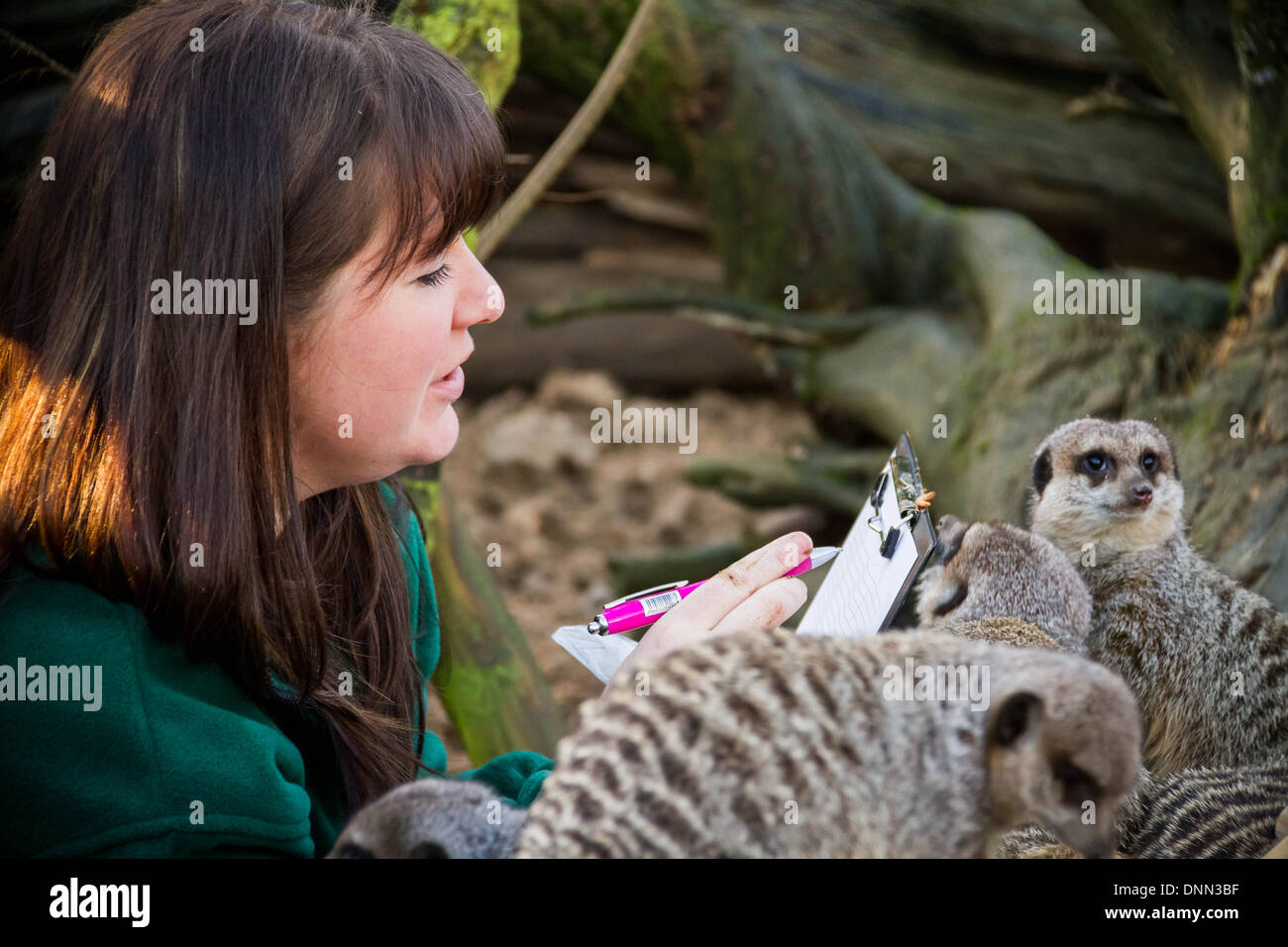 Meerkats during the Zoological Society of London (ZSL) annual stocktake ...