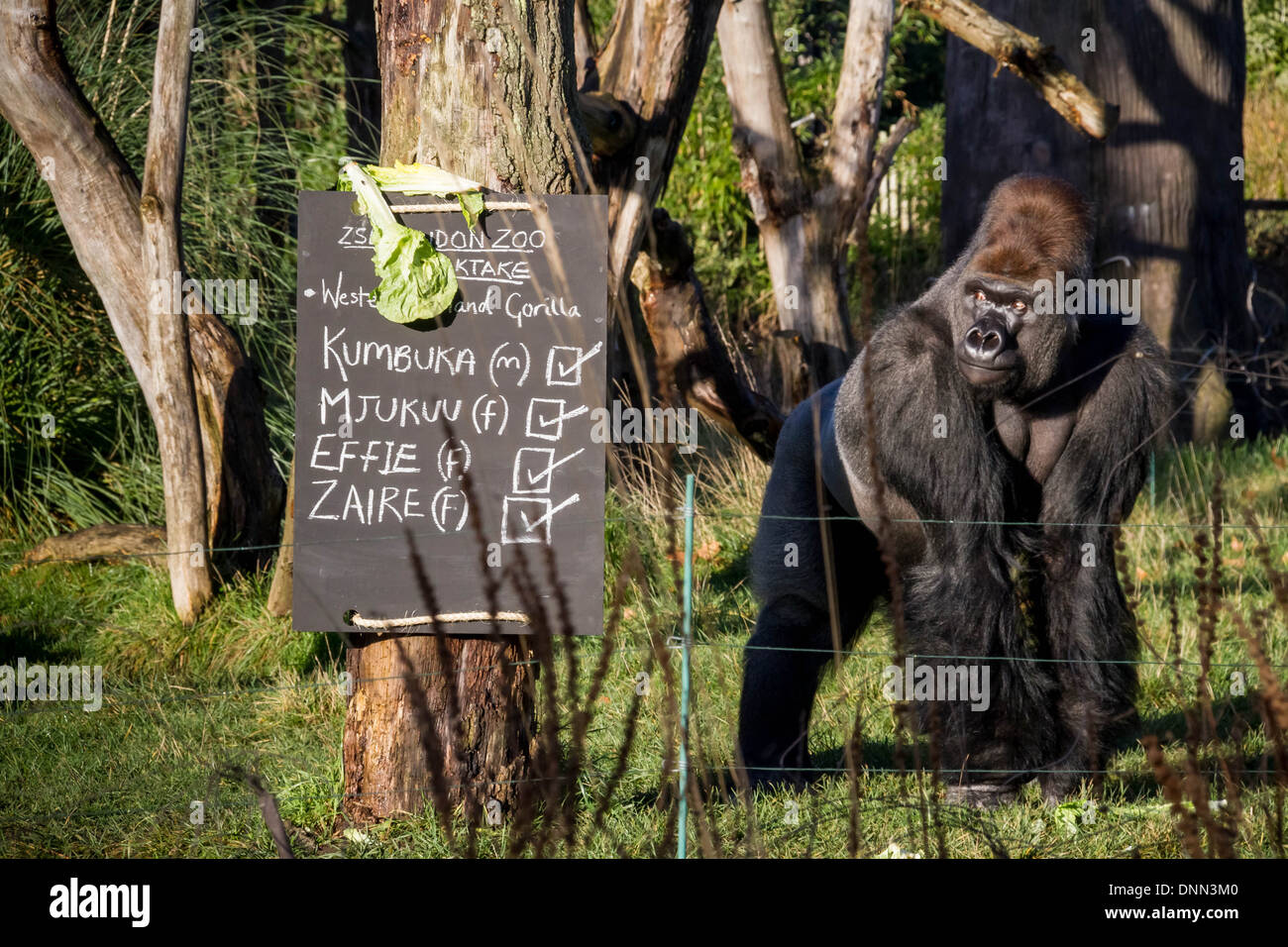 Kumbuka, a Western Lowland gorilla, in his enclosure during the ...
