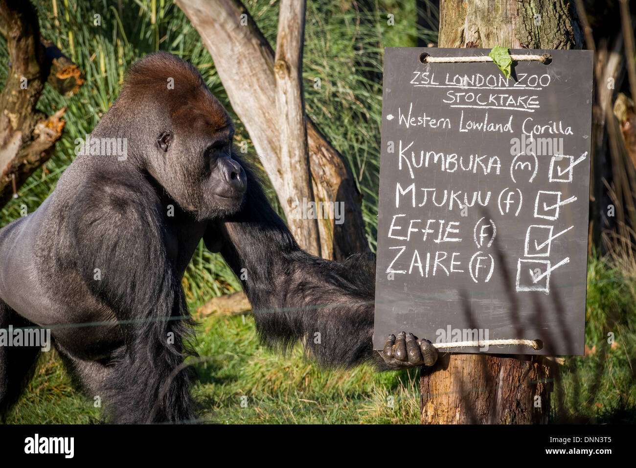 Kumbuka, a Western Lowland gorilla, in his enclosure during the ...