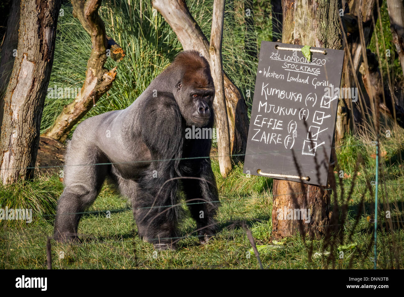 Kumbuka, a Western Lowland gorilla, in his enclosure during the ...