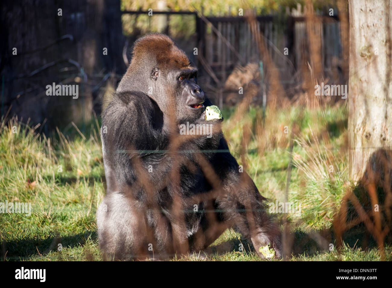Kumbuka, a Western Lowland gorilla, in his enclosure during the ...