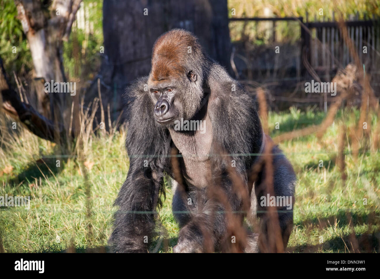 Kumbuka, a Western Lowland gorilla, in his enclosure during the ...