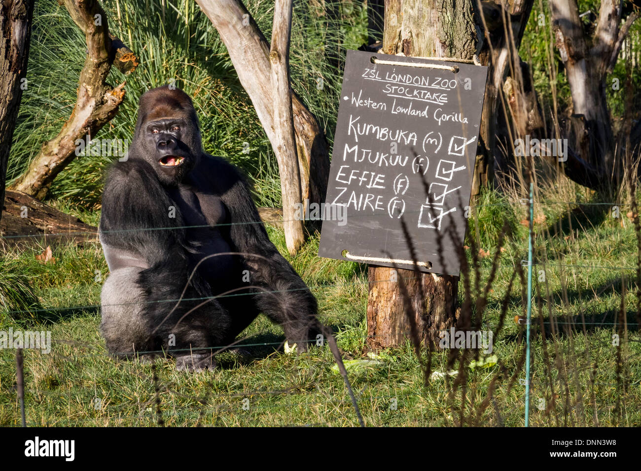 Kumbuka, a Western Lowland gorilla, in his enclosure during the ...