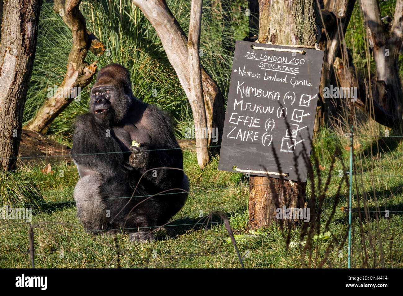 Kumbuka, a Western Lowland gorilla, in his enclosure during the ...