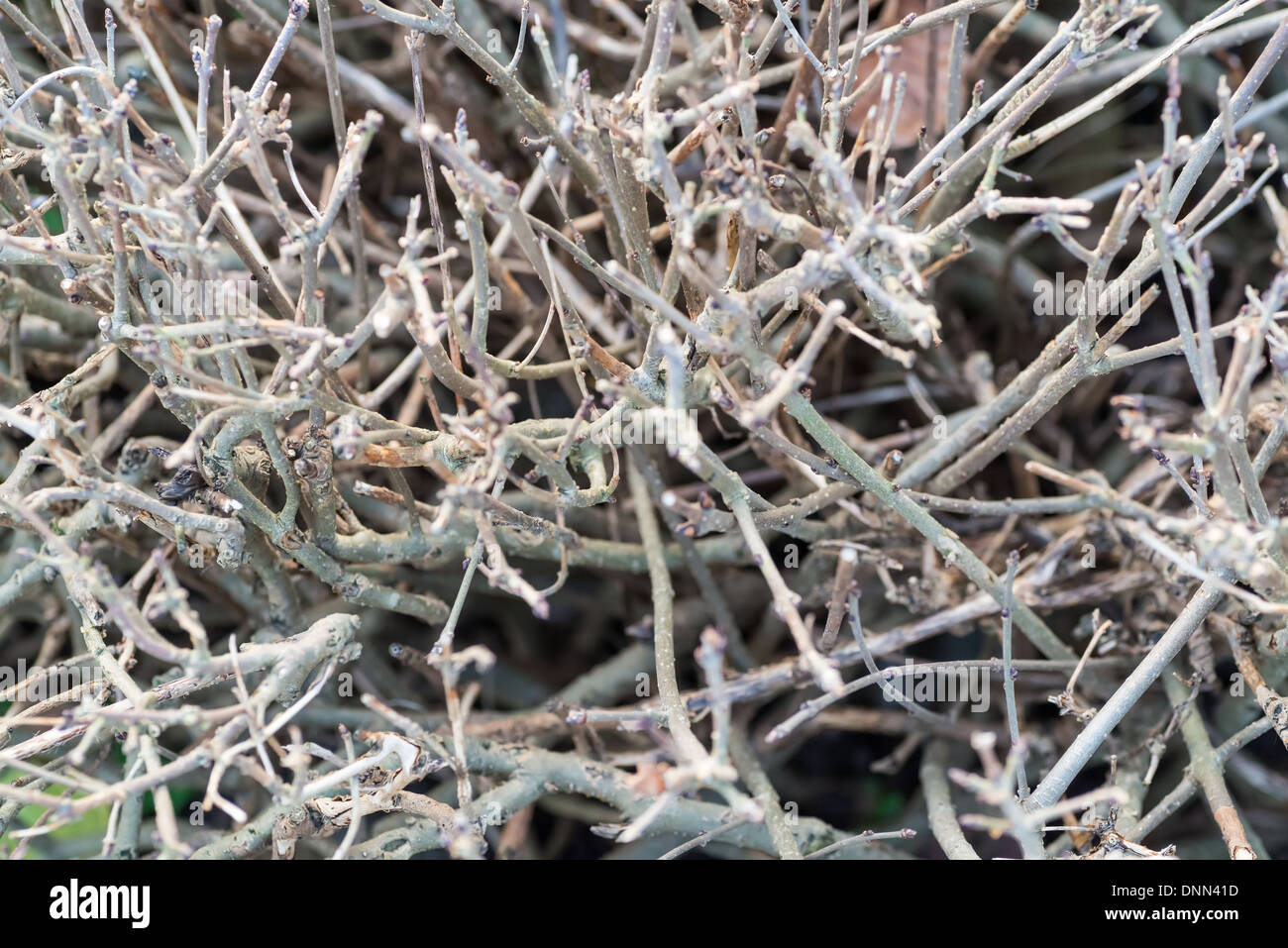 Shrub branches without leaves. Abstract background Stock Photo - Alamy