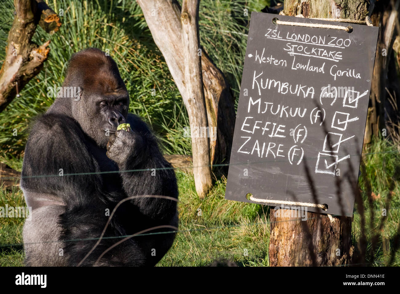 Kumbuka, a Western Lowland gorilla, in his enclosure during the ...
