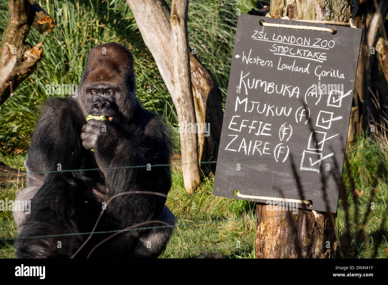 Kumbuka, a Western Lowland gorilla, in his enclosure during the ...
