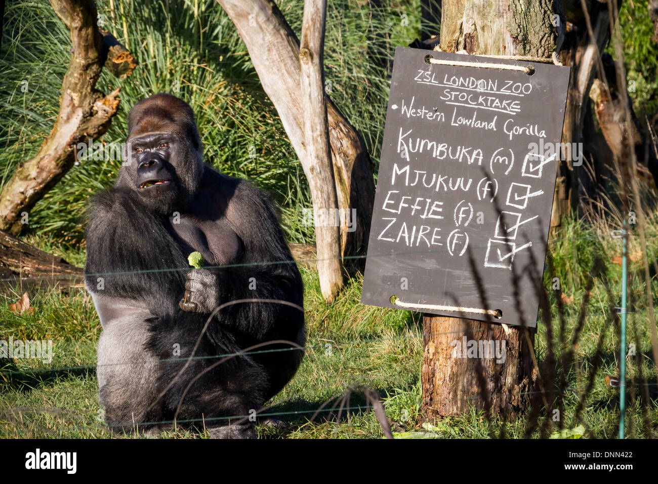 Kumbuka, a Western Lowland gorilla, in his enclosure during the ...
