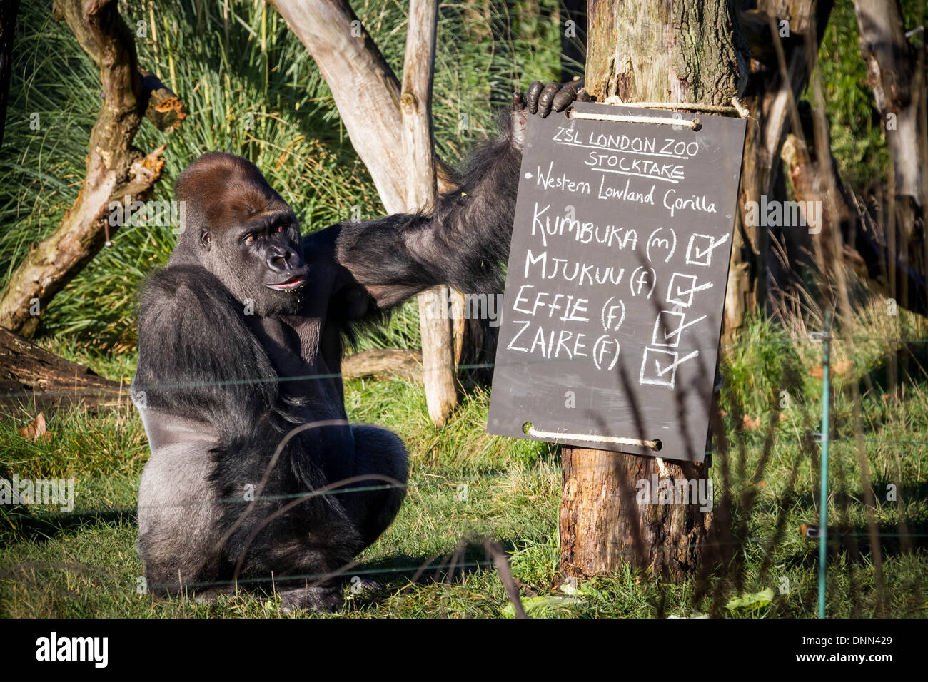 Kumbuka, a Western Lowland gorilla, in his enclosure during the ...