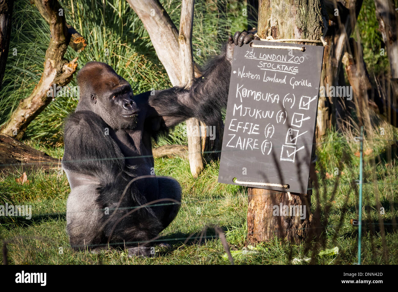 Kumbuka, a Western Lowland gorilla, in his enclosure during the ...
