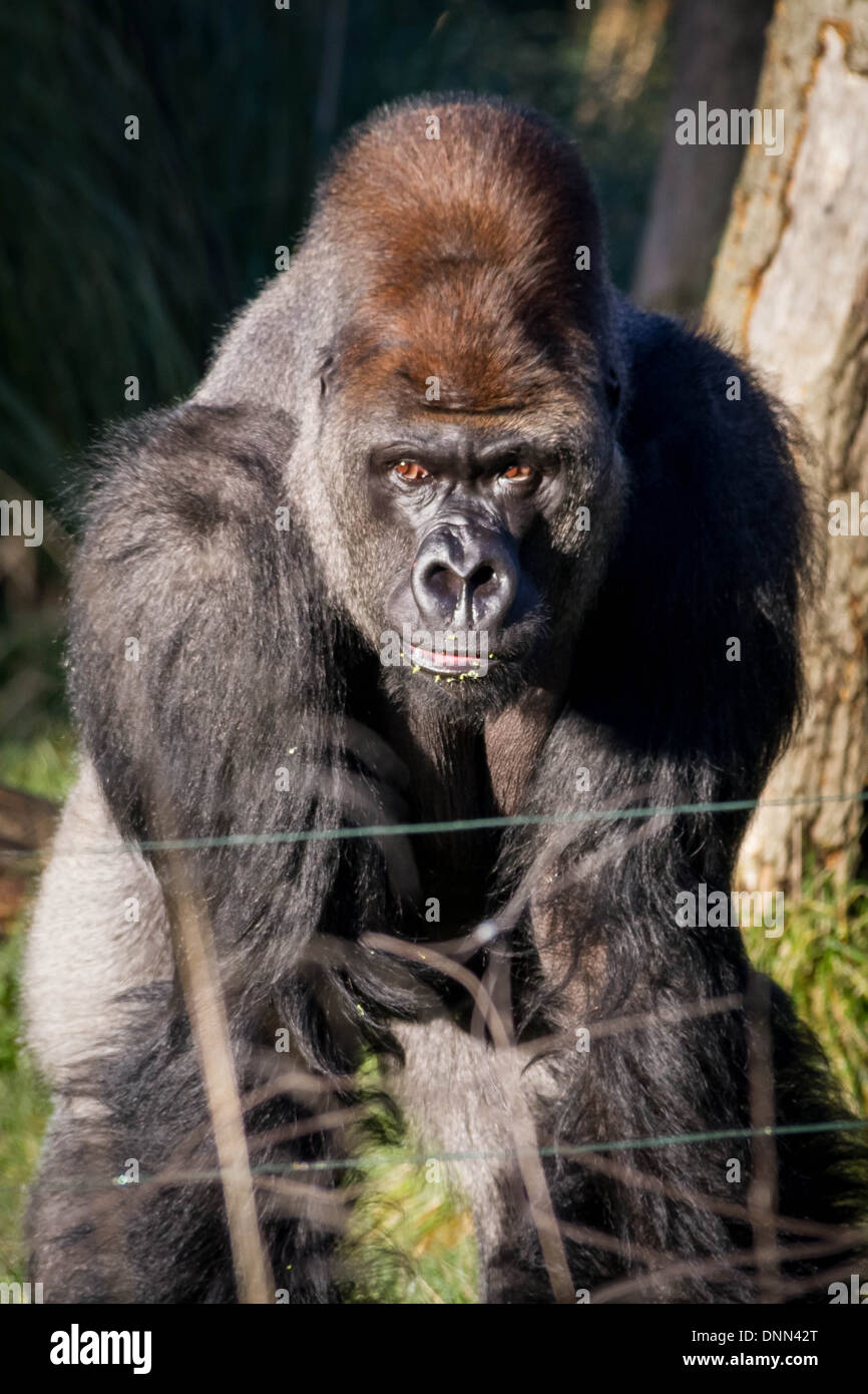 Kumbuka, a Western Lowland gorilla, in his enclosure during the ...