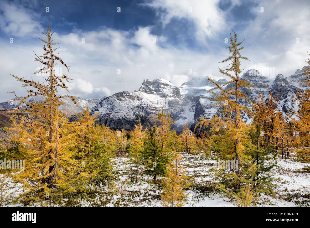 Larches hi-res stock photography and images - Alamy