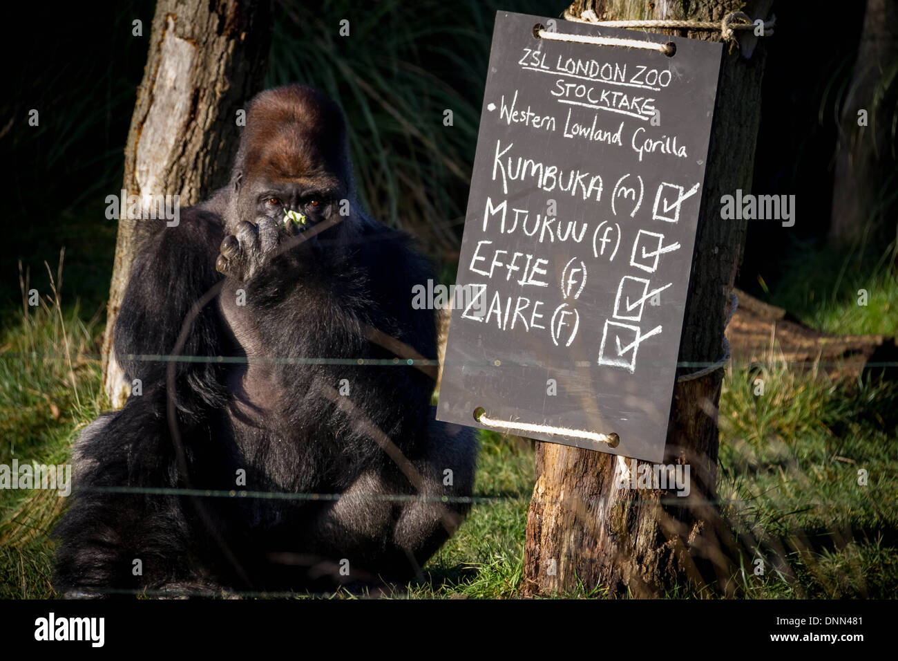 Kumbuka, a Western Lowland gorilla, in his enclosure during the ...