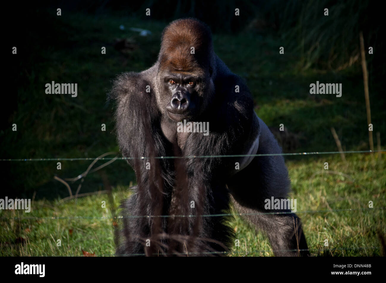 Gorilla breeding programme hi-res stock photography and images - Alamy
