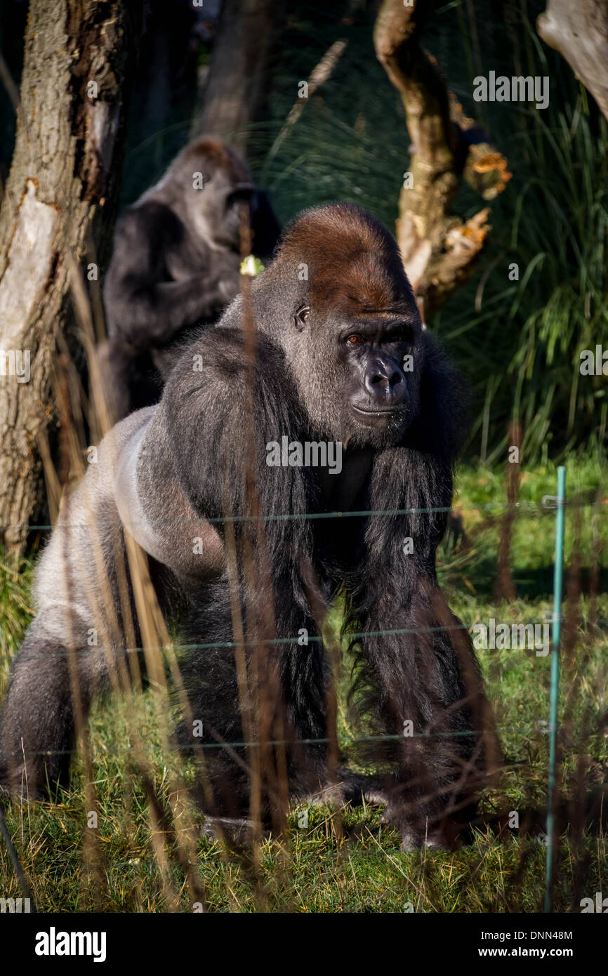Kumbuka, a Western Lowland gorilla, in his enclosure during the ...