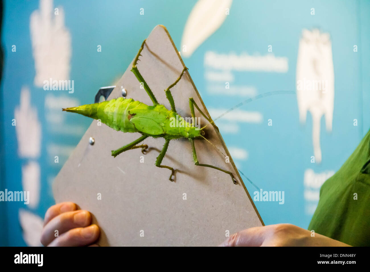 Keeper, Craig Walker, records a Jungle Nymph stick insect during ZSL ...