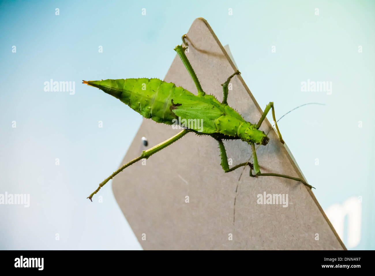 Keeper, Craig Walker, records a Jungle Nymph stick insect during ZSL ...