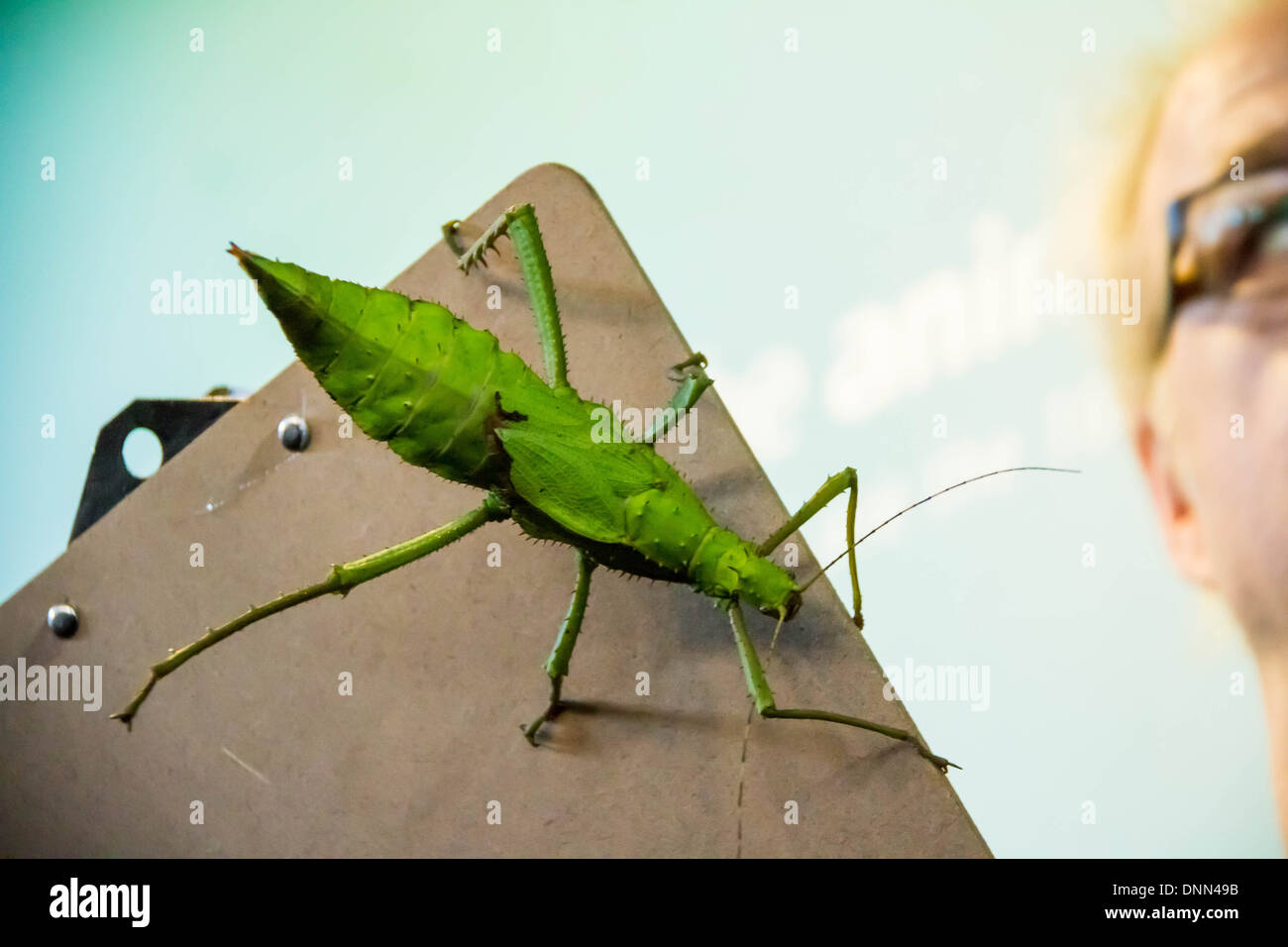 Keeper, Craig Walker, records a Jungle Nymph stick insect during ZSL ...