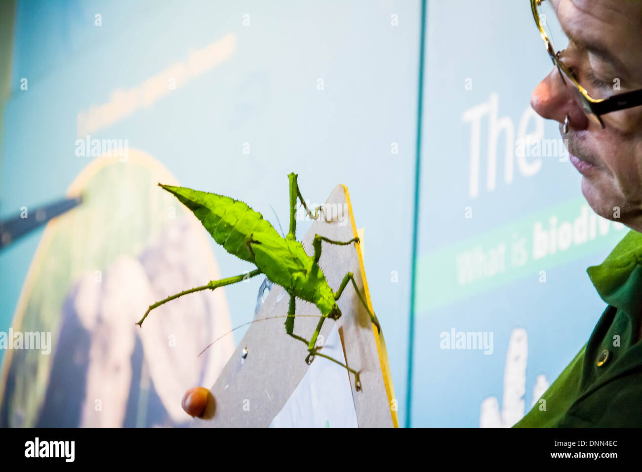 Keeper, Craig Walker, records a Jungle Nymph stick insect during ZSL ...