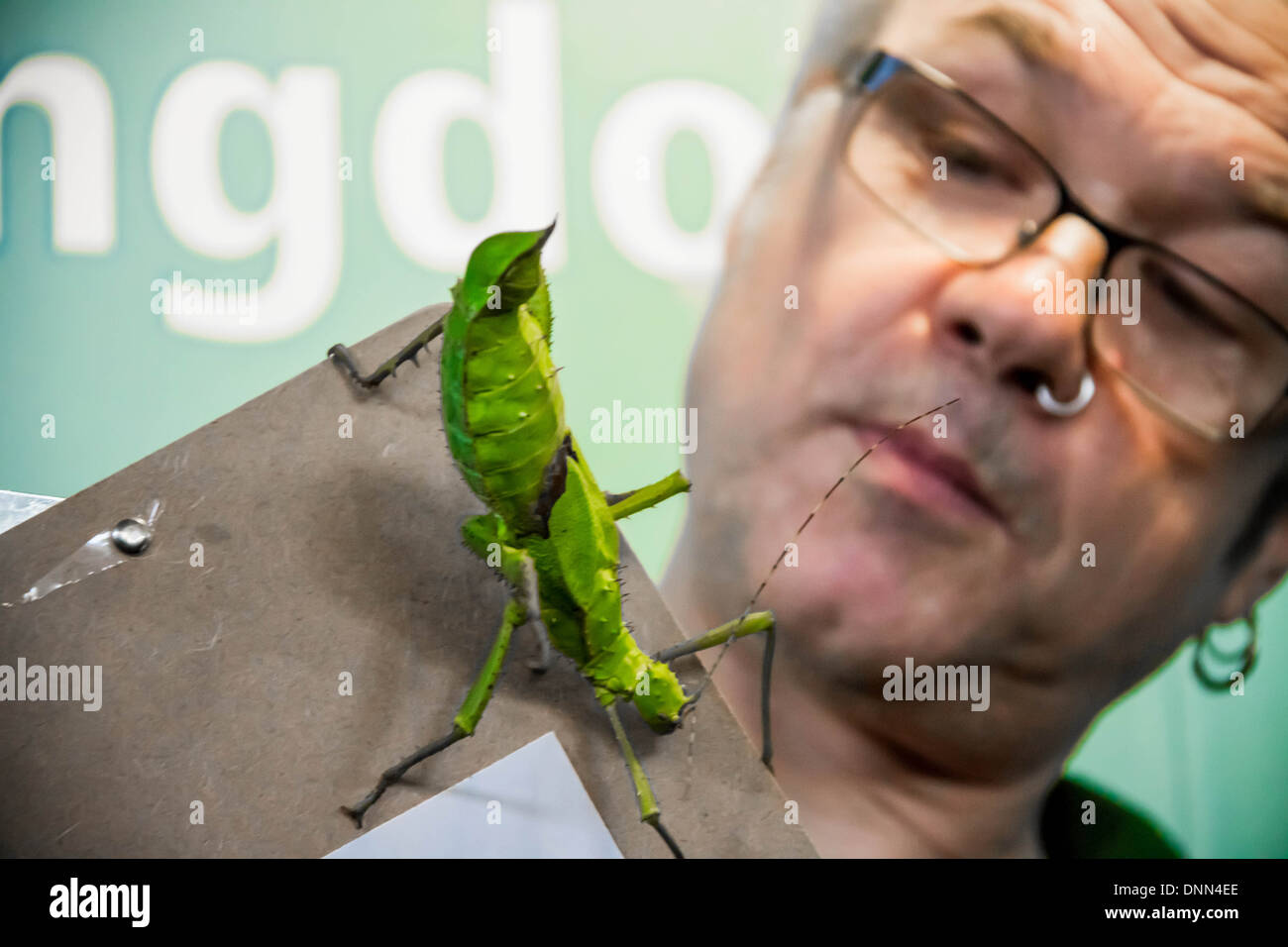 Jungle nymph stick insect hi-res stock photography and images - Alamy